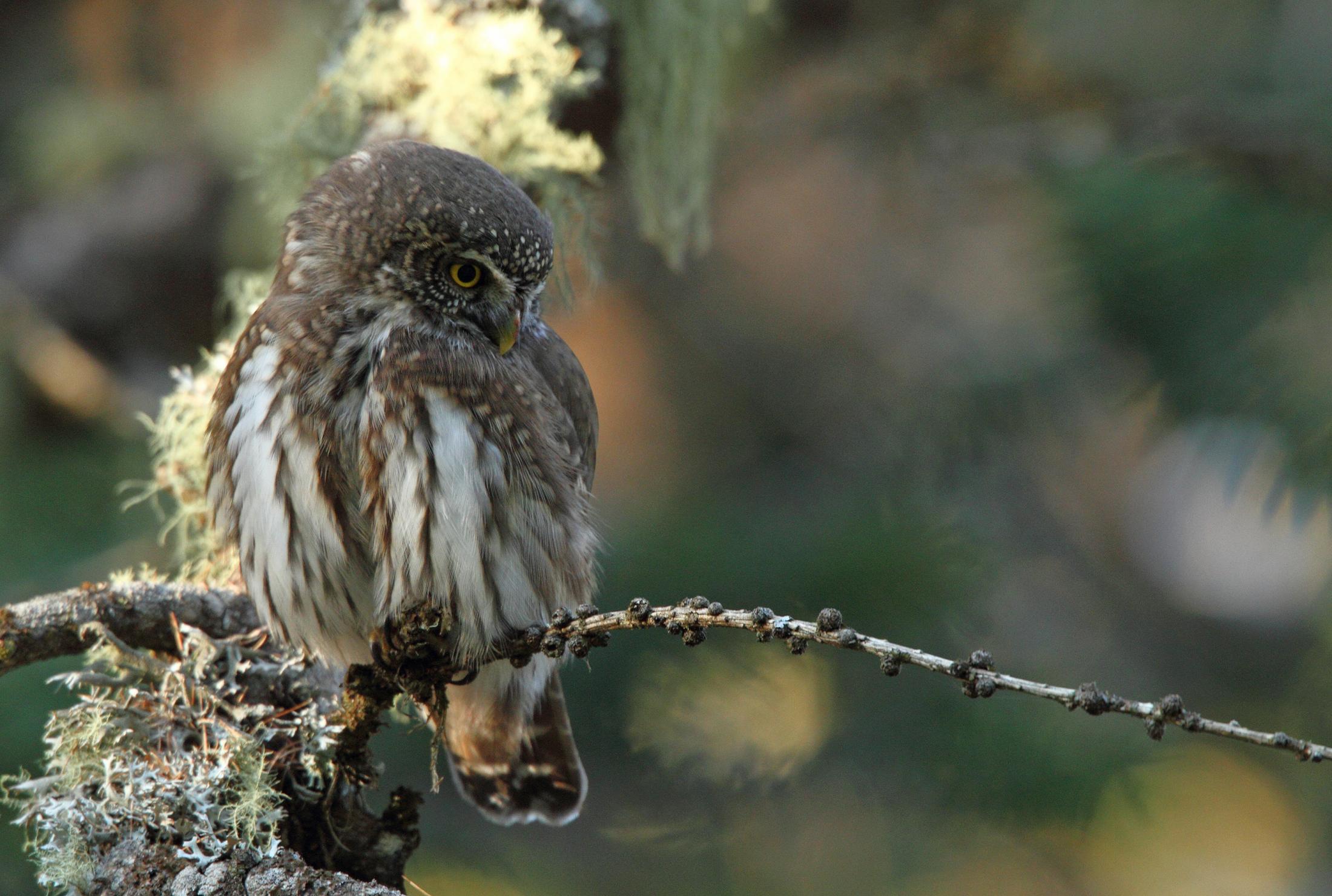 Civetta nana | Lipu ODV